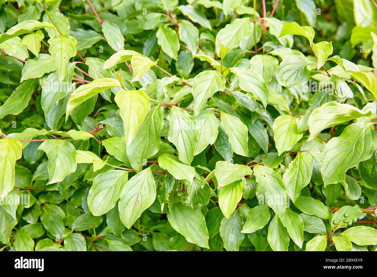 Thick, green bush and tree Summer foliage in the English countryside ...