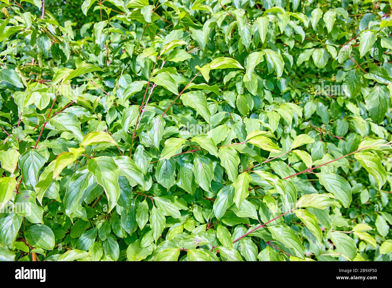 Thick, green bush and tree Summer foliage in the English countryside ...