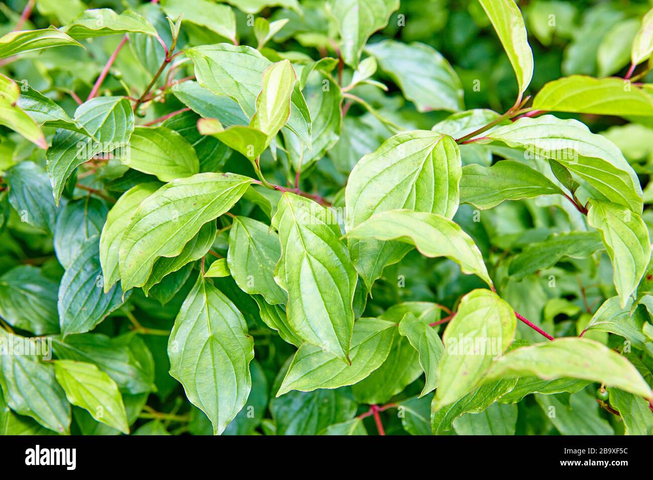 Thick, green bush and tree Summer foliage in the English countryside ...