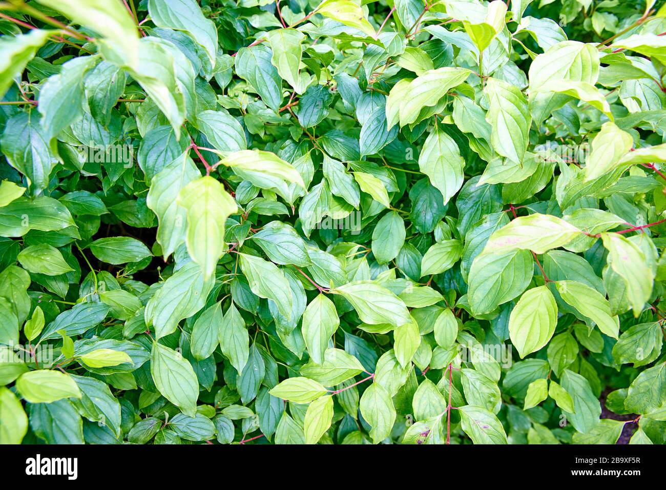 Thick, green bush and tree Summer foliage in the English countryside ...