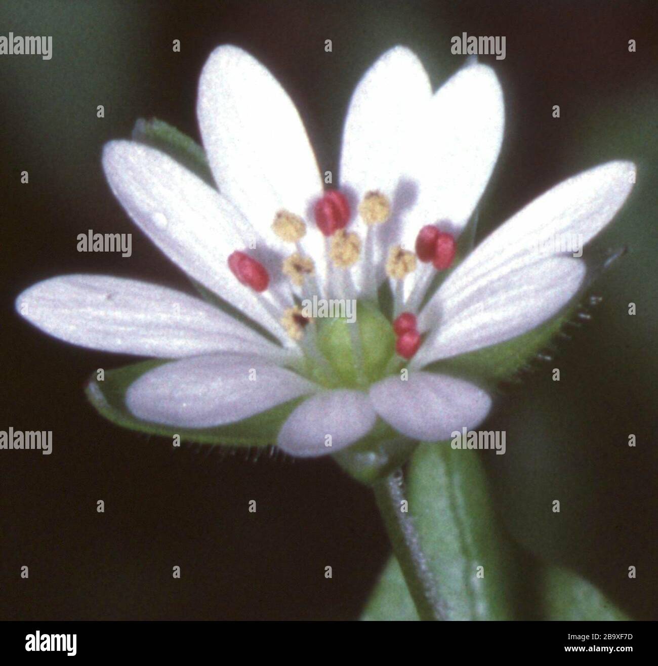 Stellaria neglecta hi-res stock photography and images - Alamy