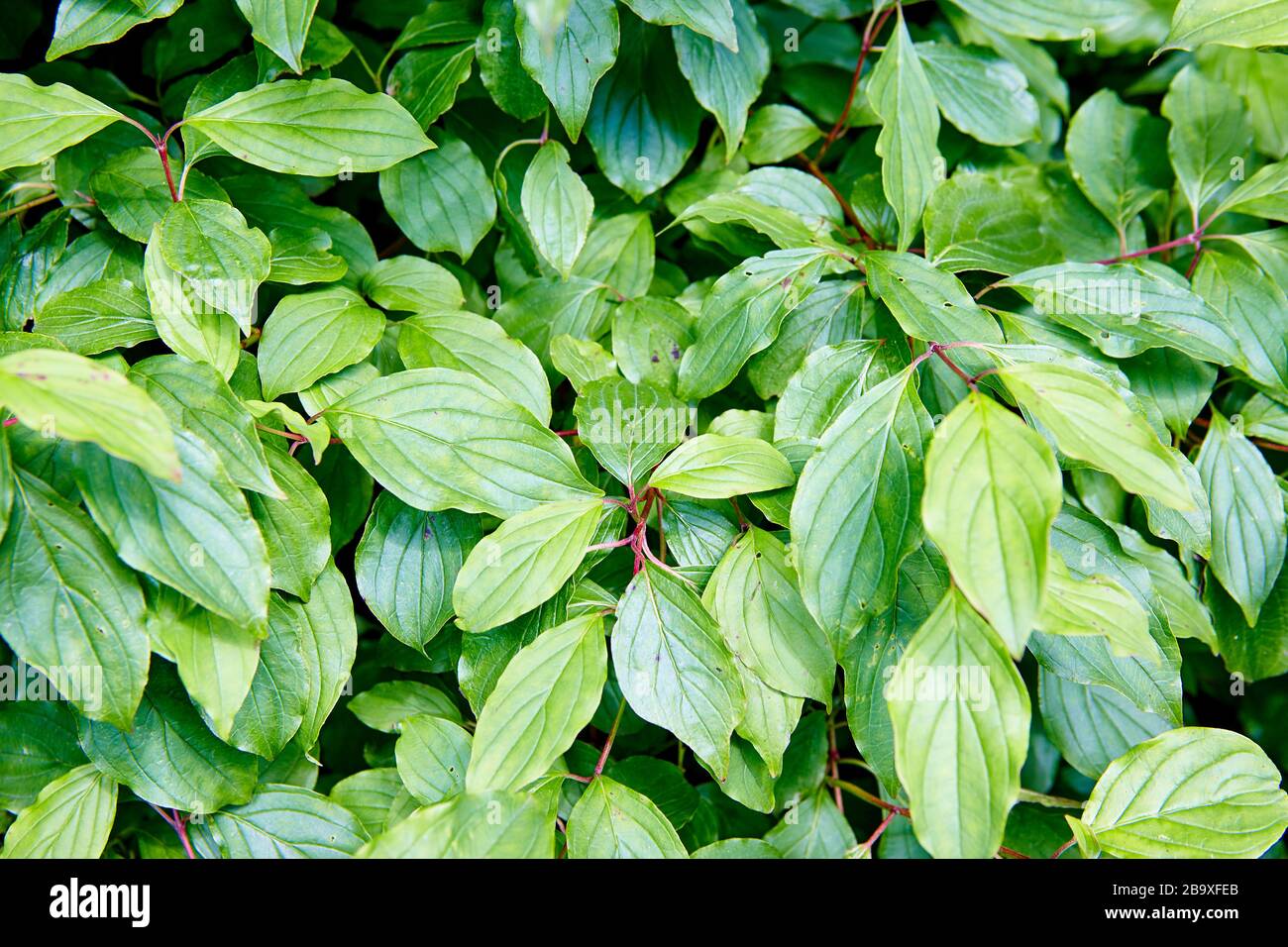 Thick, green bush and tree Summer foliage in the English countryside ...