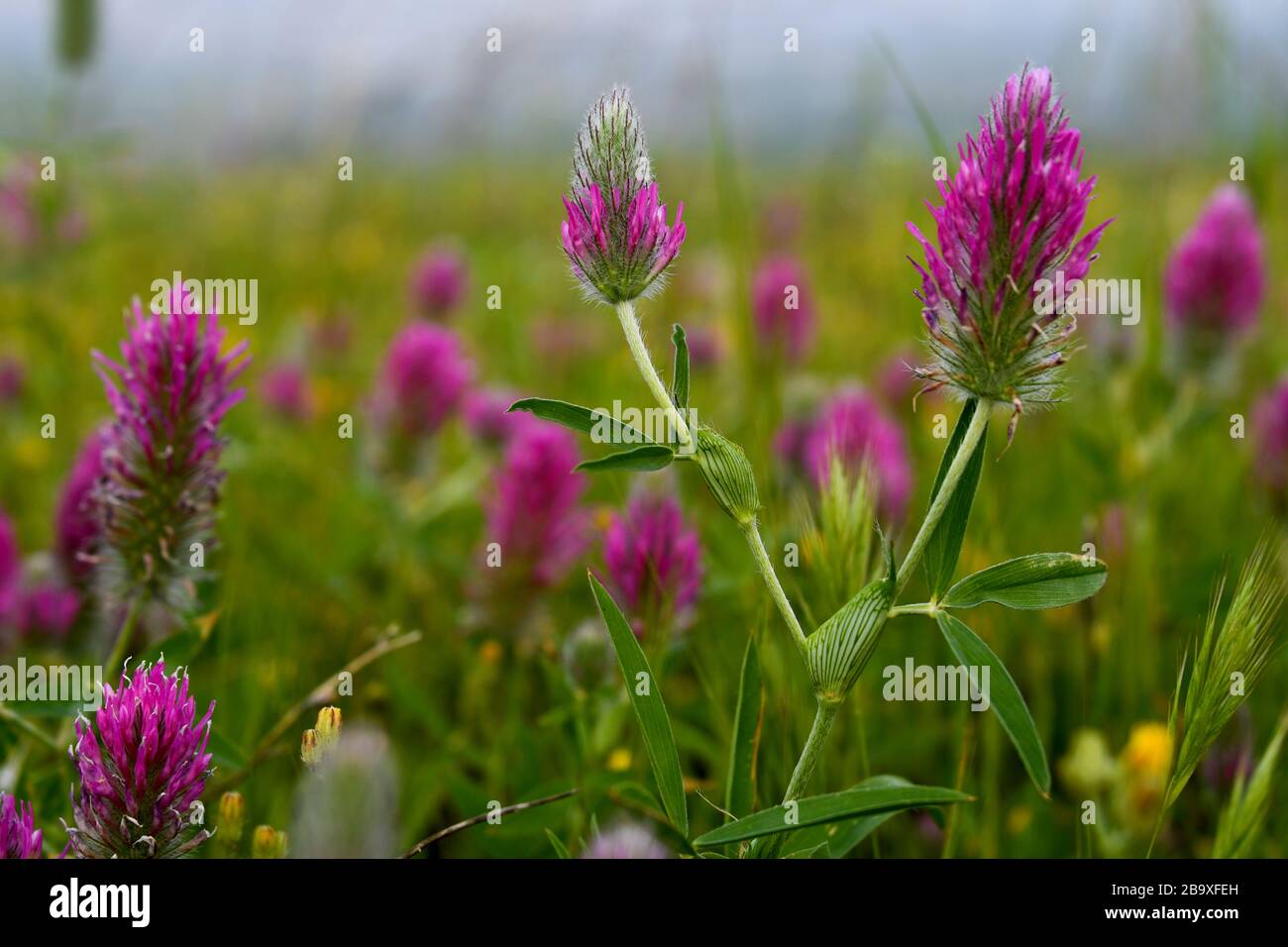 Trifolium purpureum (Purple Clover) Photographed in the Jordan Rift ...