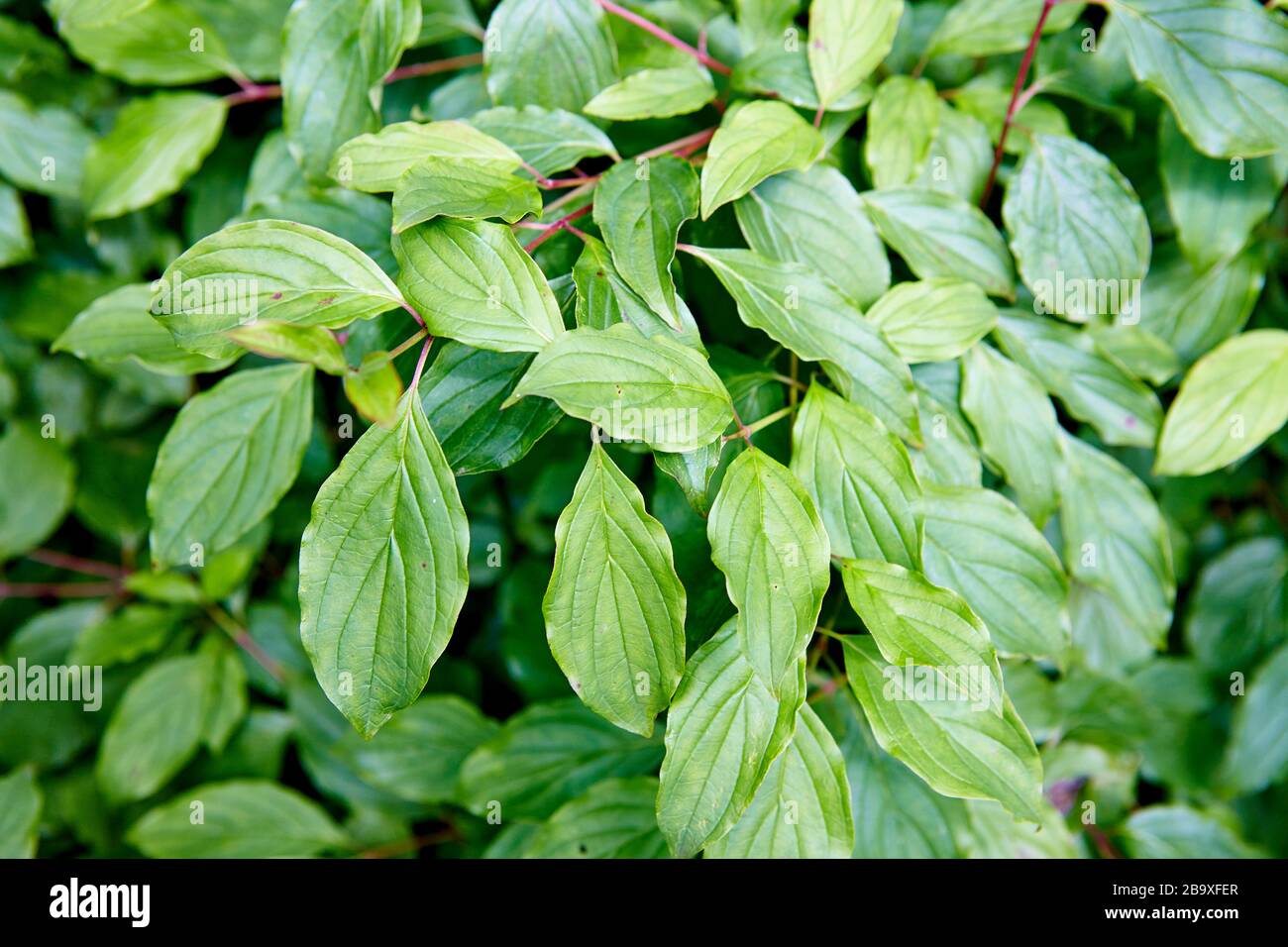 Thick, green bush and tree Summer foliage in the English countryside ...