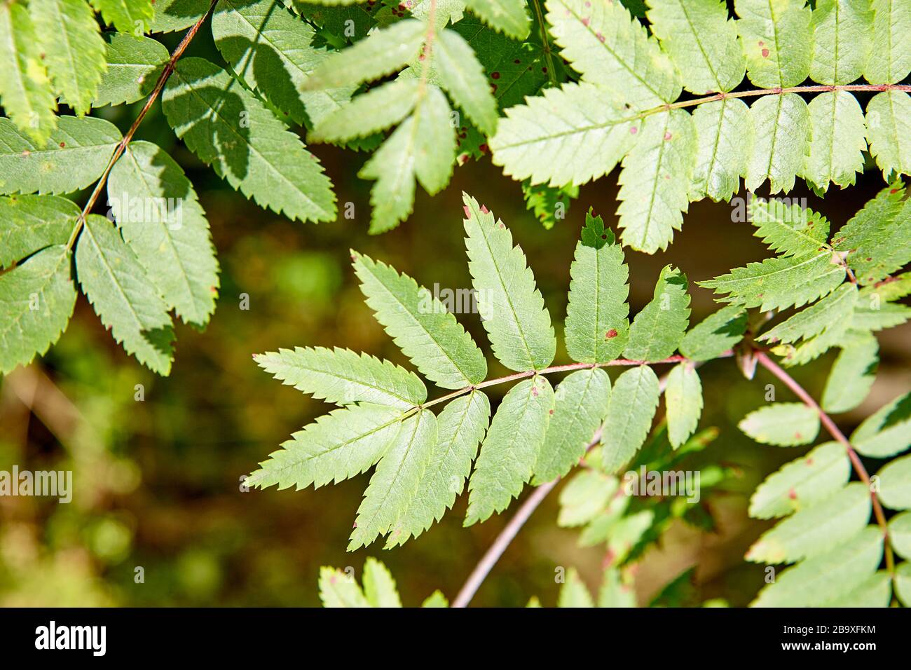 Thick, green bush and tree Summer foliage in the English countryside ...