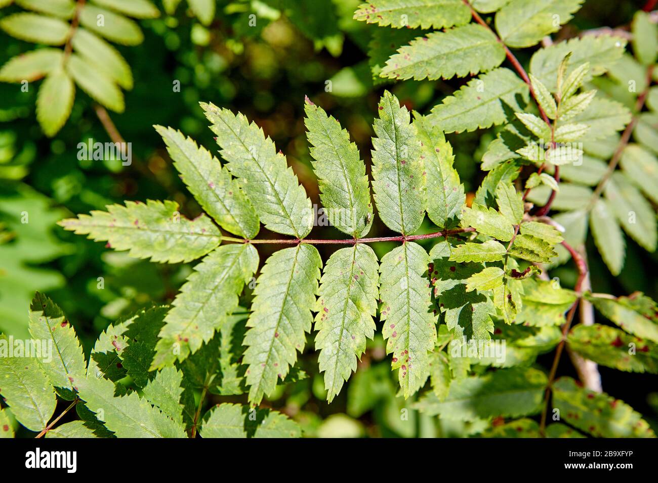 Thick, green bush and tree Summer foliage in the English countryside ...