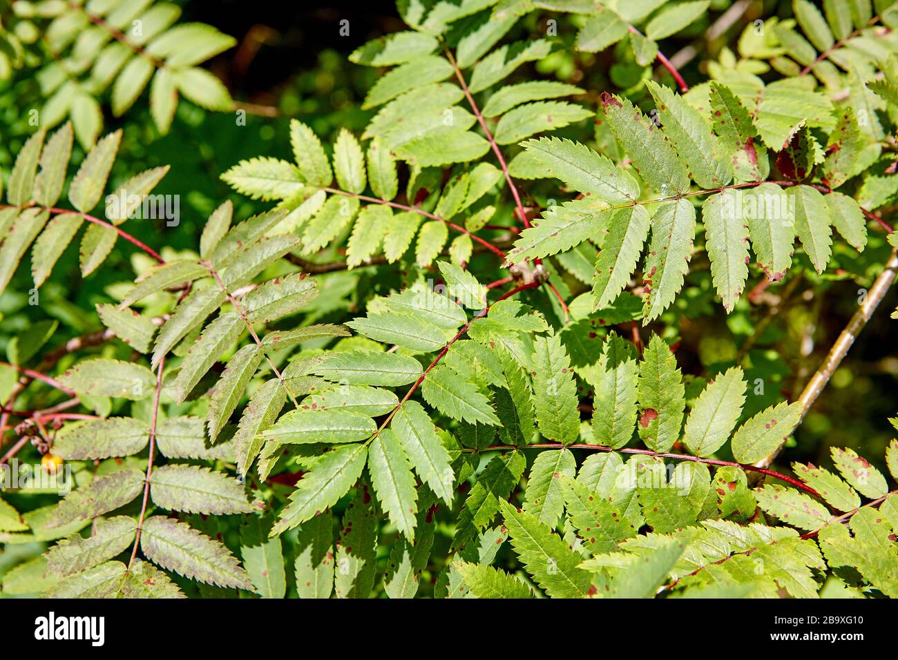 Thick, green bush and tree Summer foliage in the English countryside ...