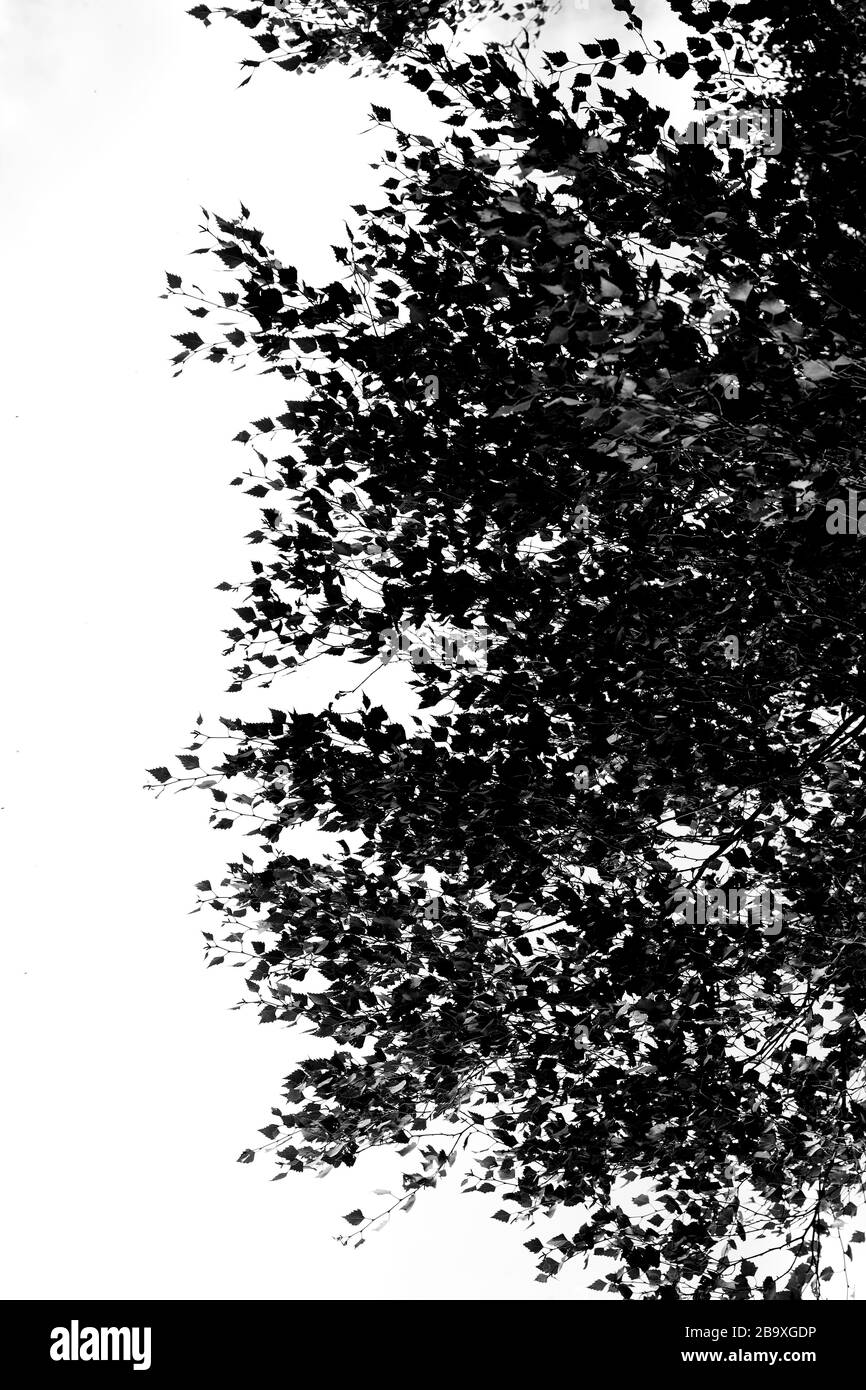 Wild woodland tree foliage and leaves against a bright blue summers sky ...