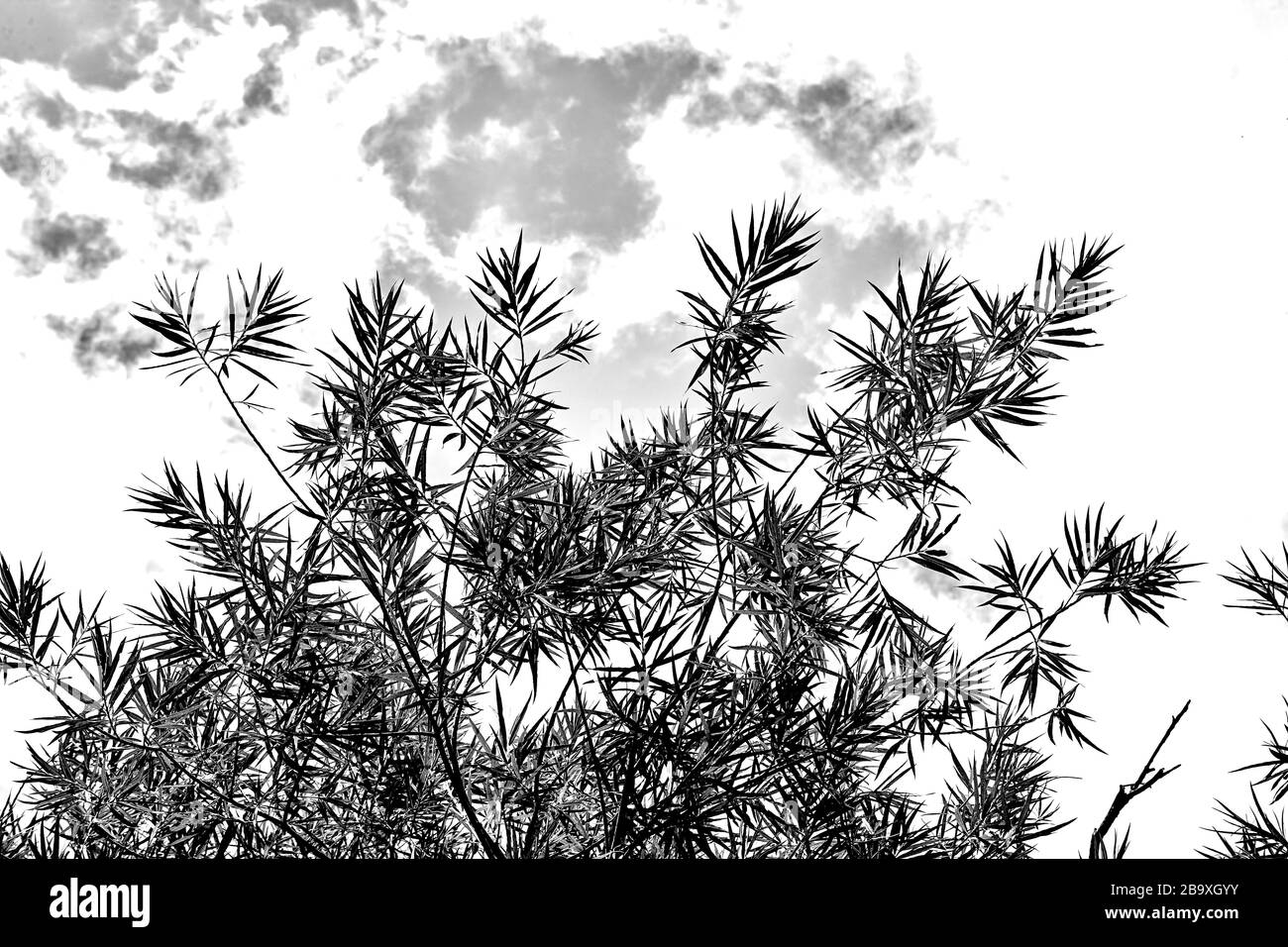 Wild woodland tree foliage and leaves against a bright blue summers sky ...