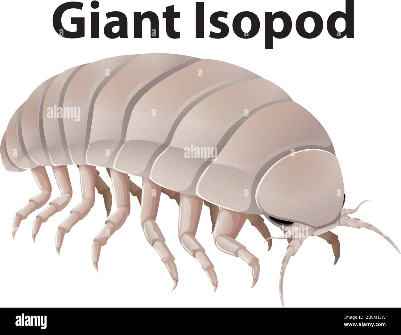 Giant Marine Isopod
