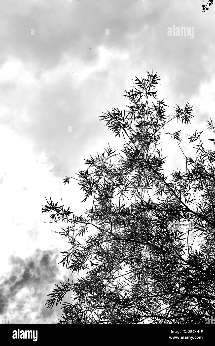 Wild woodland tree foliage and leaves against a bright blue summers sky ...