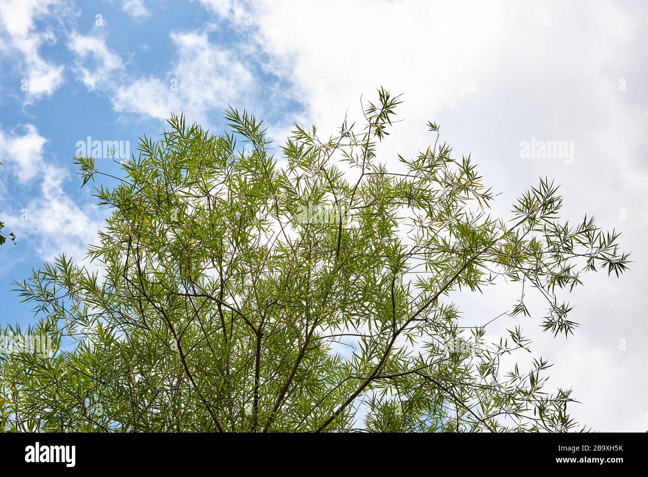 Wild woodland tree foliage and leaves against a bright blue summers sky ...