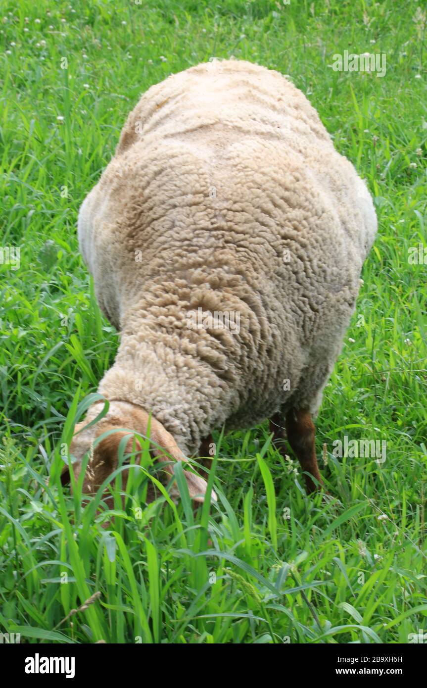 Tunis sheep hi-res stock photography and images - Alamy