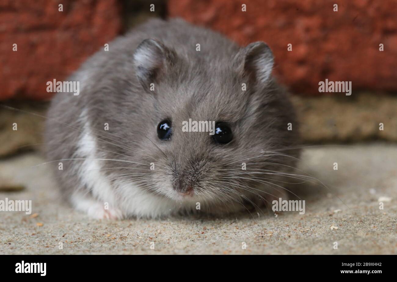Pet dwarf hamster Stock Photo - Alamy