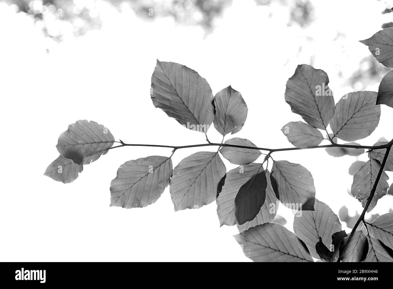 Lush green countryside Black and White Stock Photos & Images - Alamy