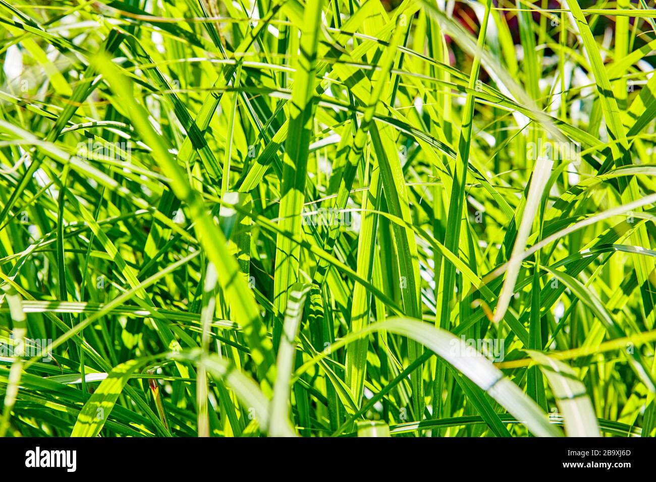Vibrant green reeds and grasses on a summers day in the English ...