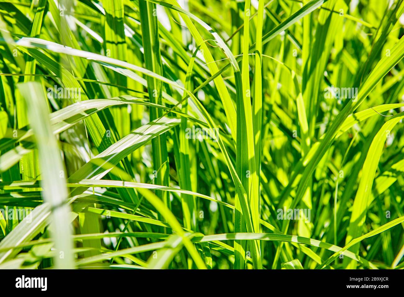 Vibrant green reeds and grasses on a summers day in the English ...