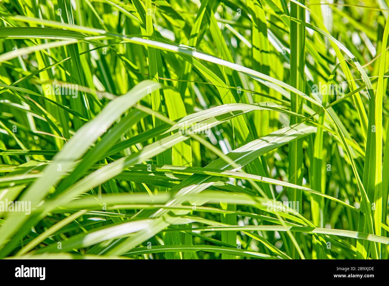 Vibrant green reeds and grasses on a summers day in the English ...