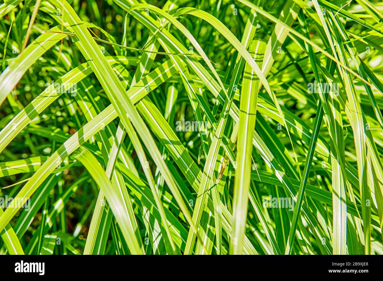 Vibrant green reeds and grasses on a summers day in the English ...