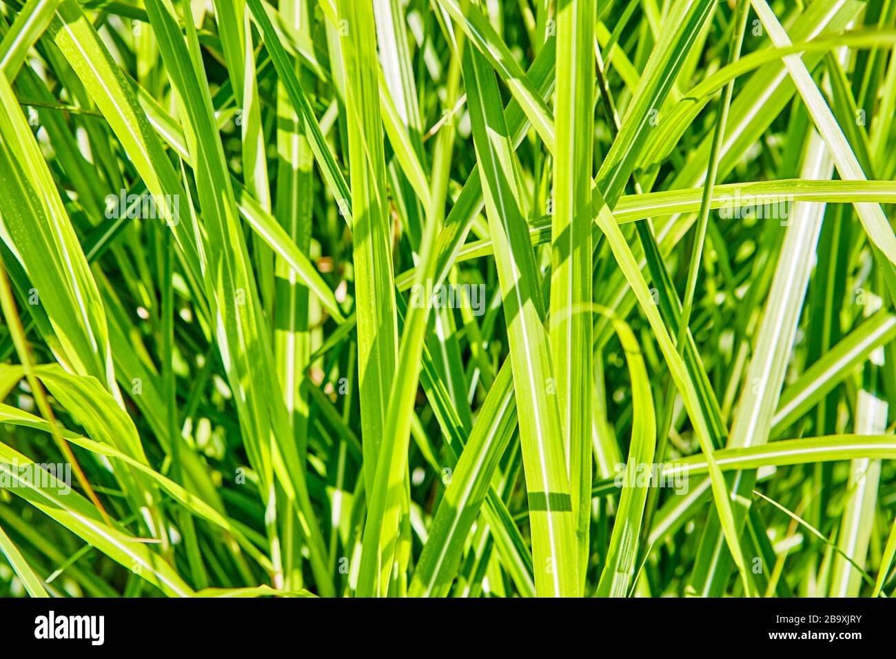 Vibrant green reeds and grasses on a summers day in the English ...
