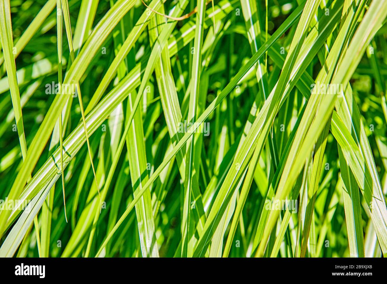 Vibrant green reeds and grasses on a summers day in the English ...