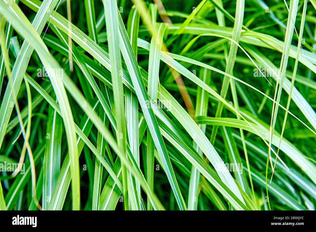 Vibrant green reeds and grasses on a summers day in the English ...