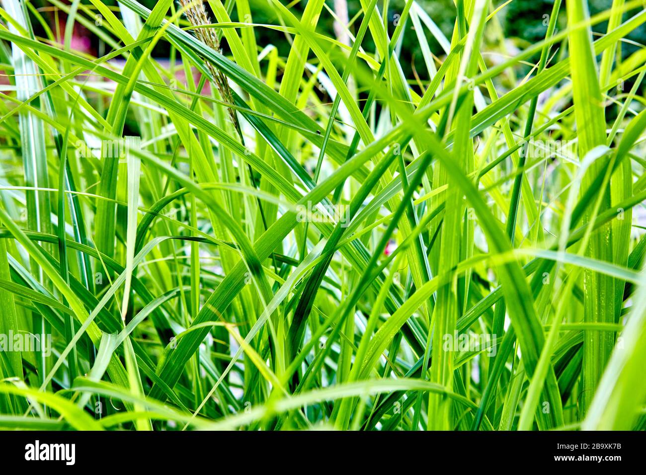 Vibrant green reeds and grasses on a summers day in the English ...
