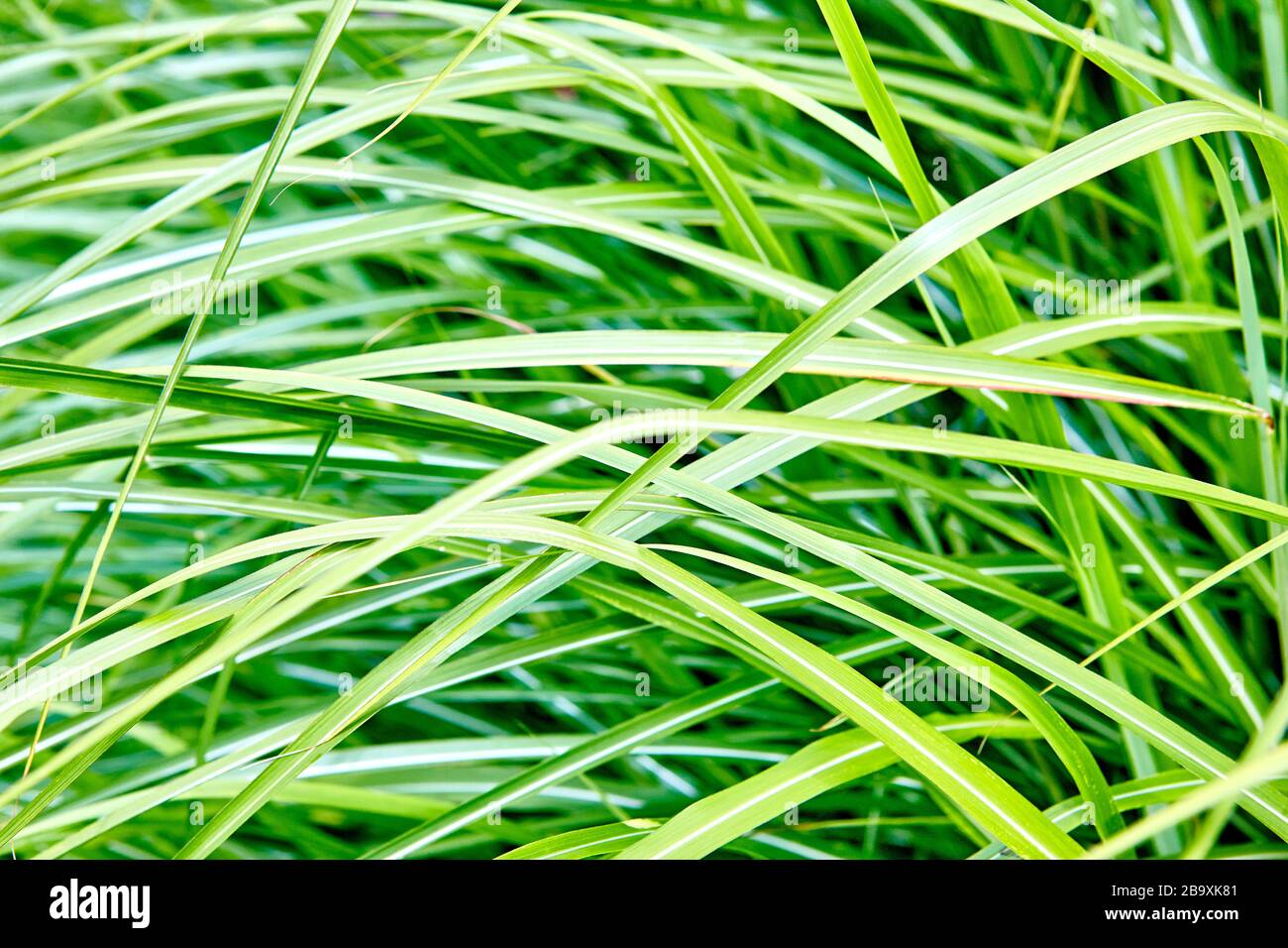 Vibrant green reeds and grasses on a summers day in the English ...