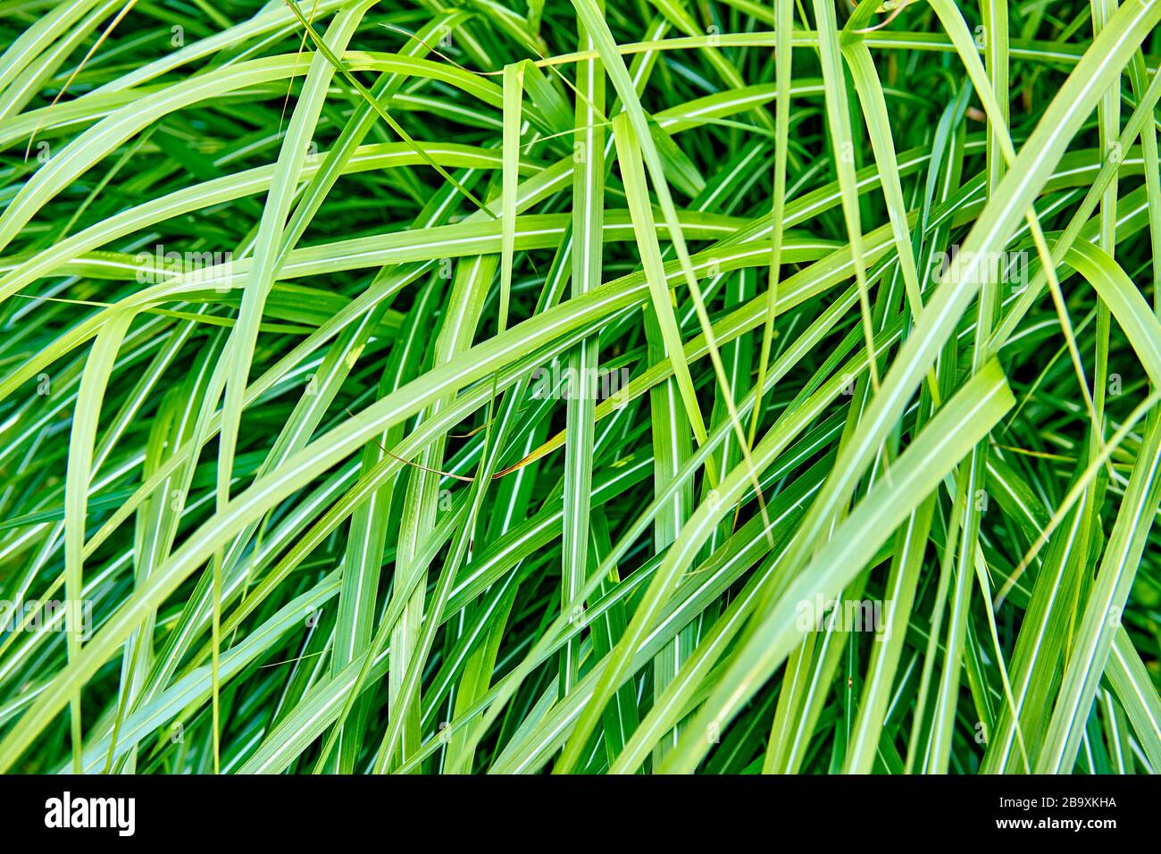 Vibrant green reeds and grasses on a summers day in the English ...