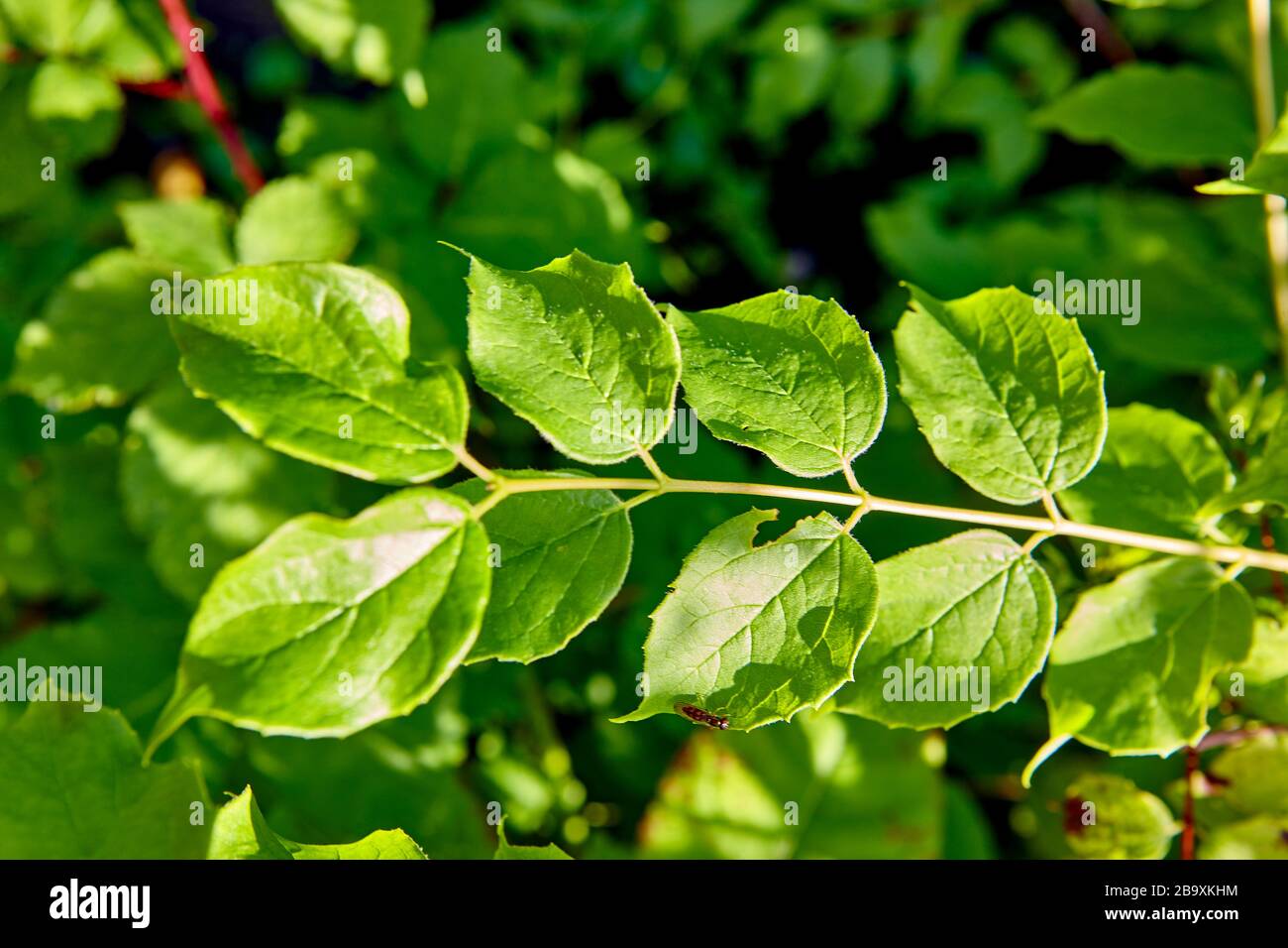 Thick, green bush and tree Summer foliage in the English countryside ...