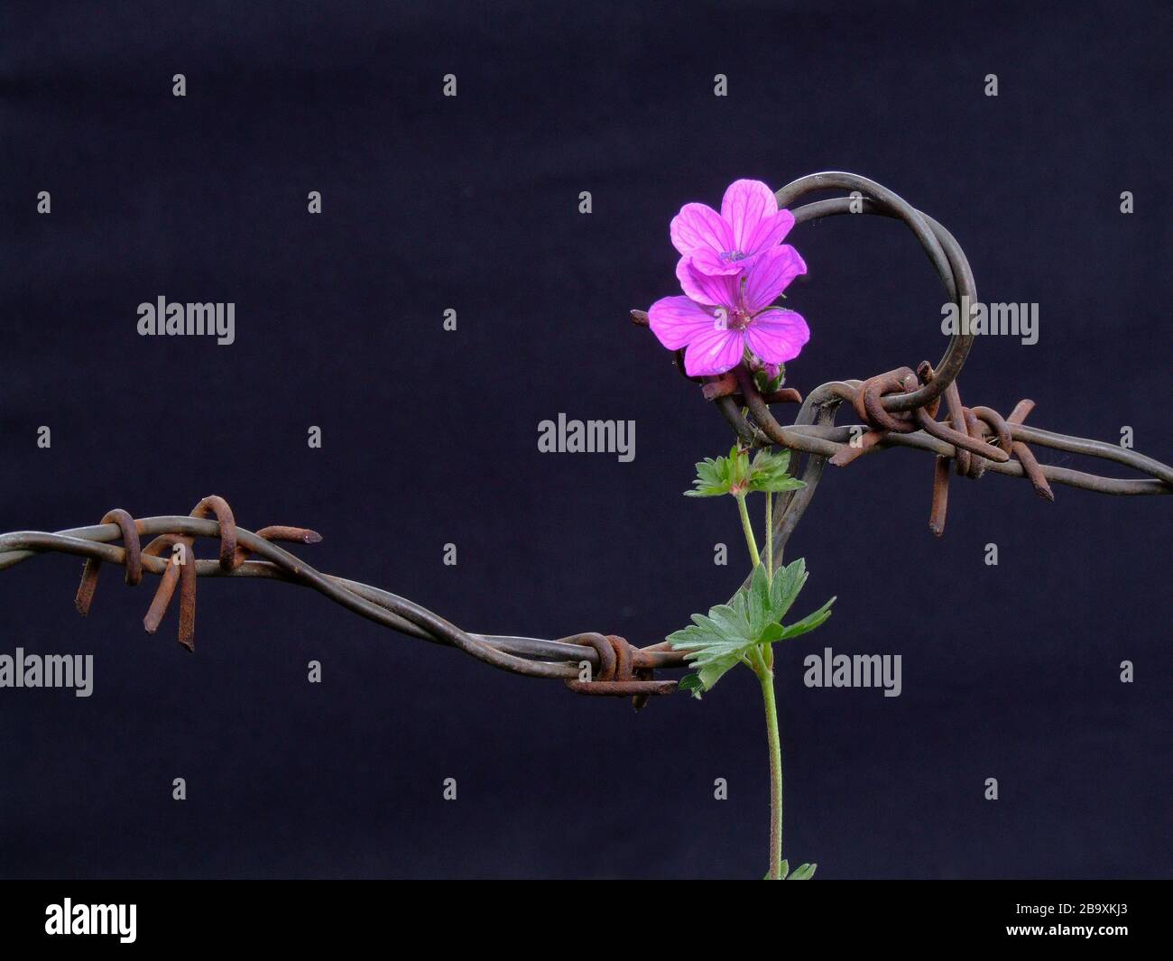 Barbed flower hi-res stock photography and images - Alamy