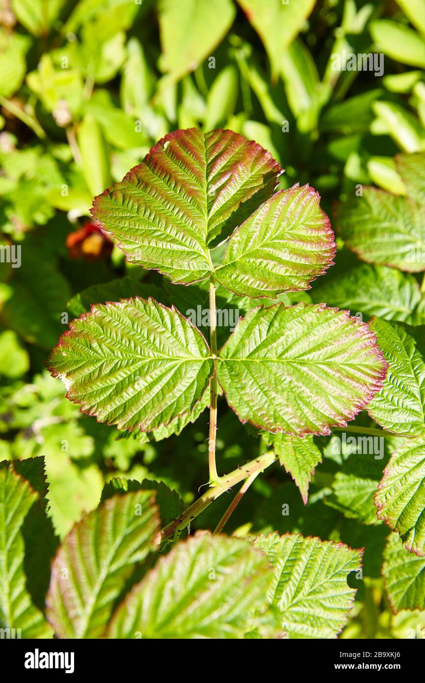 Thick, green bush and tree Summer foliage in the English countryside ...