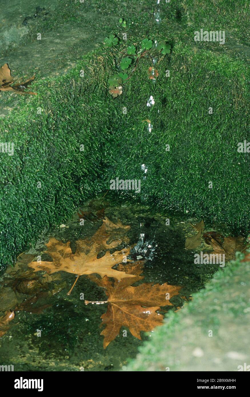 Water trough serene hi-res stock photography and images - Alamy