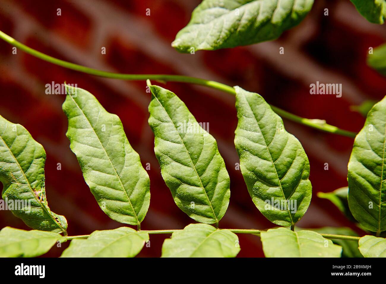 Thick, green bush and tree Summer foliage in the English countryside ...