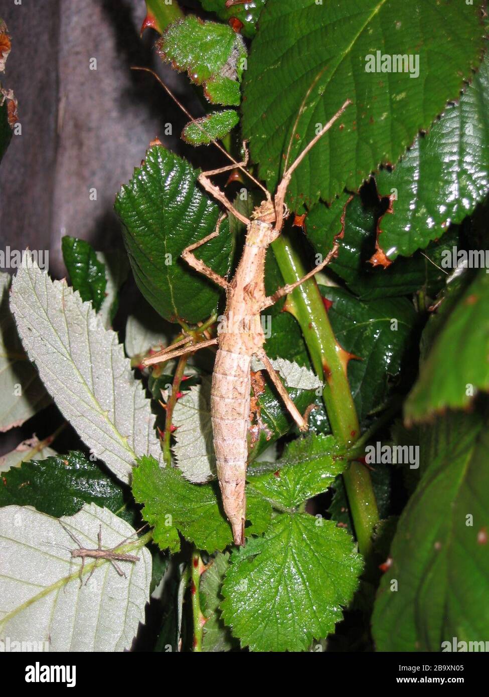 Sungaya hi-res stock photography and images - Alamy