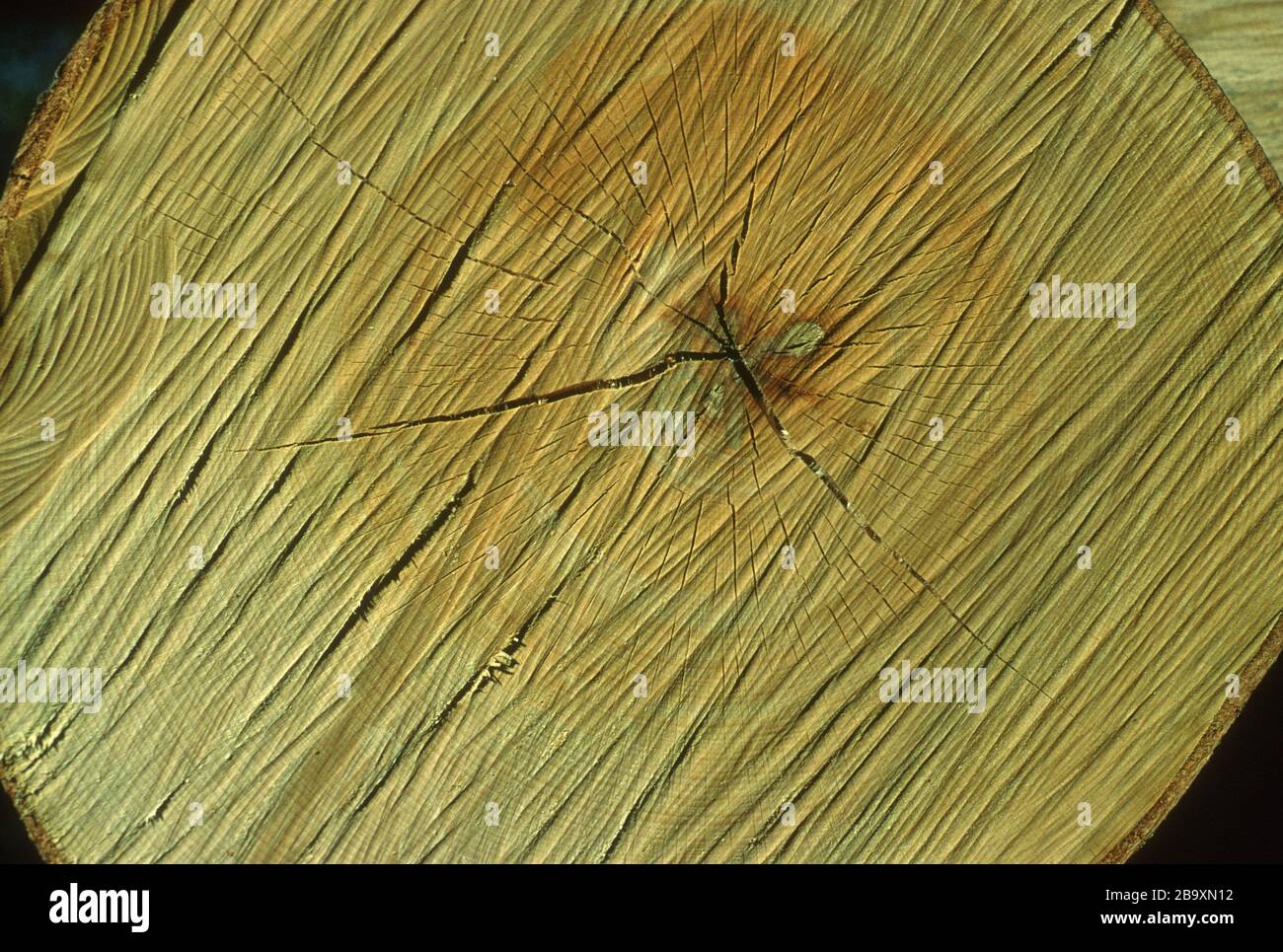 Wood fissures hi-res stock photography and images - Alamy