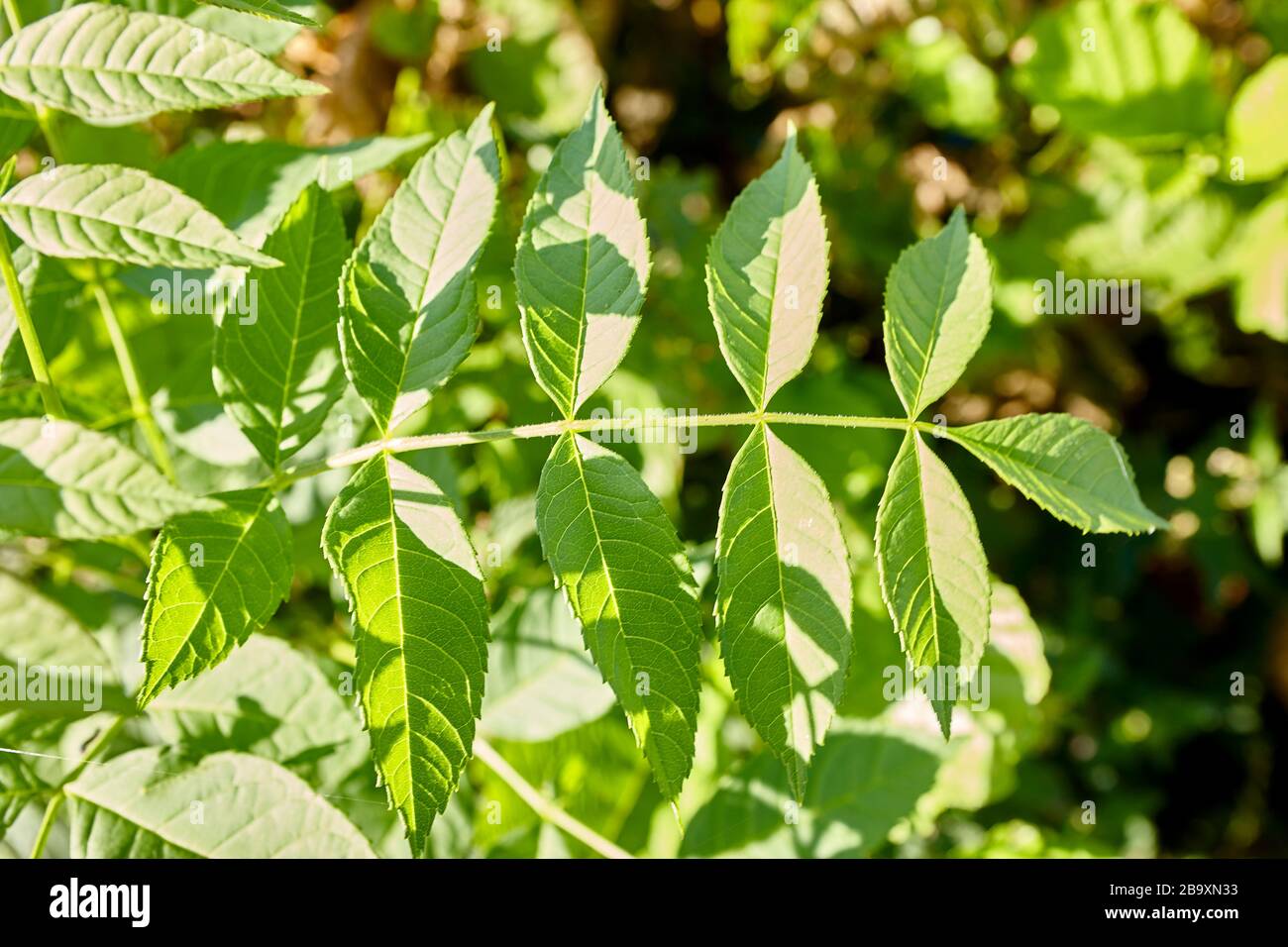 Thick, green bush and tree Summer foliage in the English countryside ...