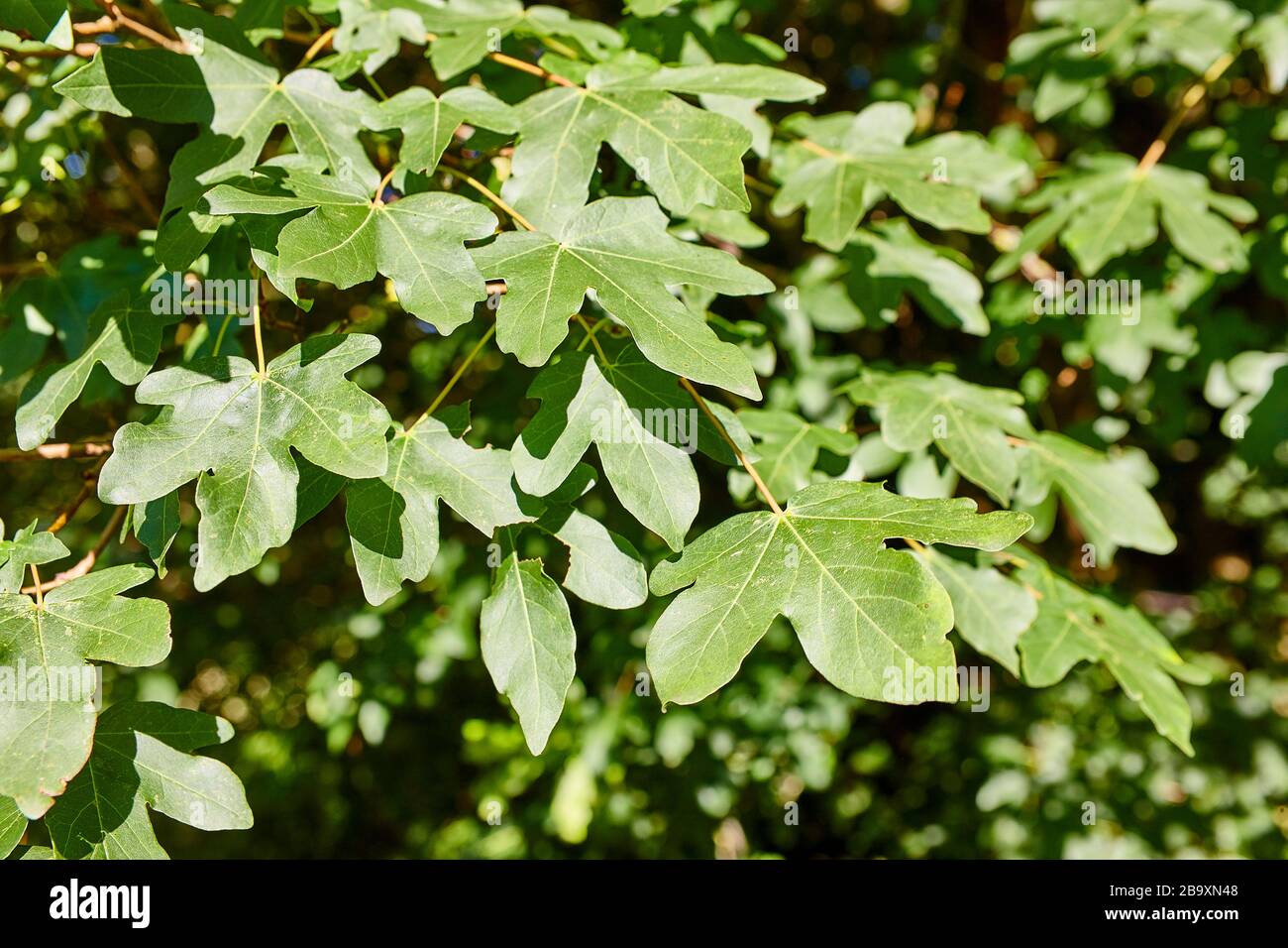 Thick, green bush and tree Summer foliage in the English countryside ...