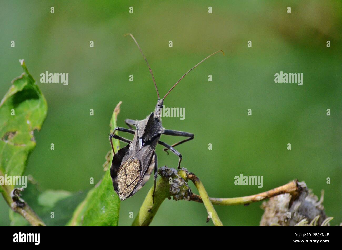 Grey wheel bug Stock Photo - Alamy