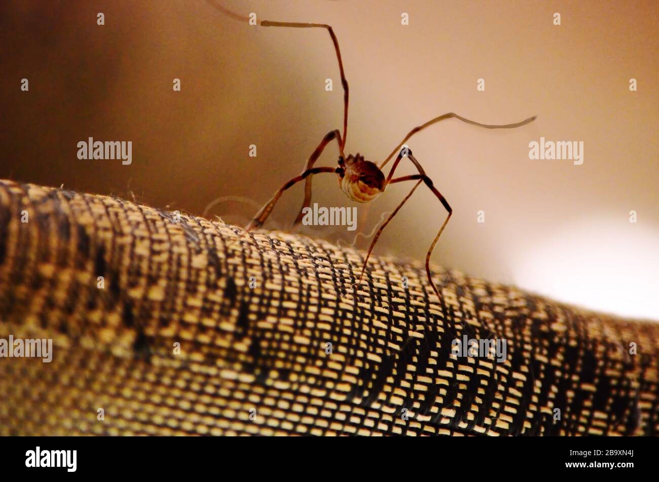 Common daddy long legs hi-res stock photography and images - Alamy