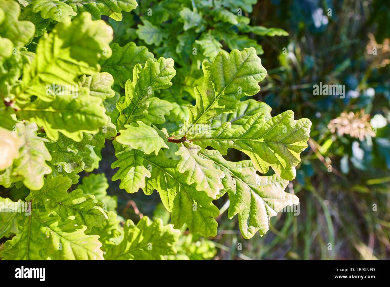Thick, green bush and tree Summer foliage in the English countryside ...