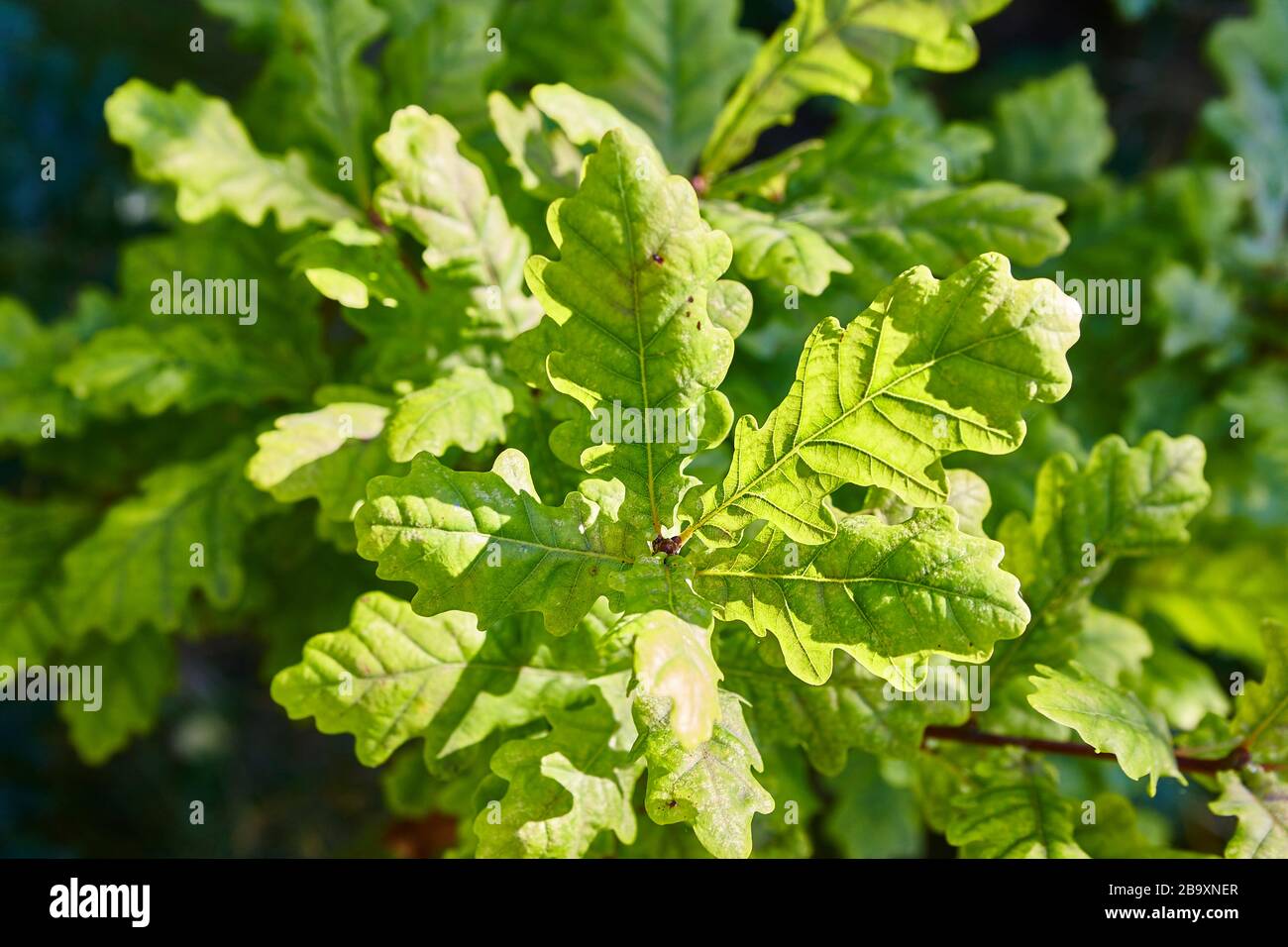 Thick, green bush and tree Summer foliage in the English countryside ...