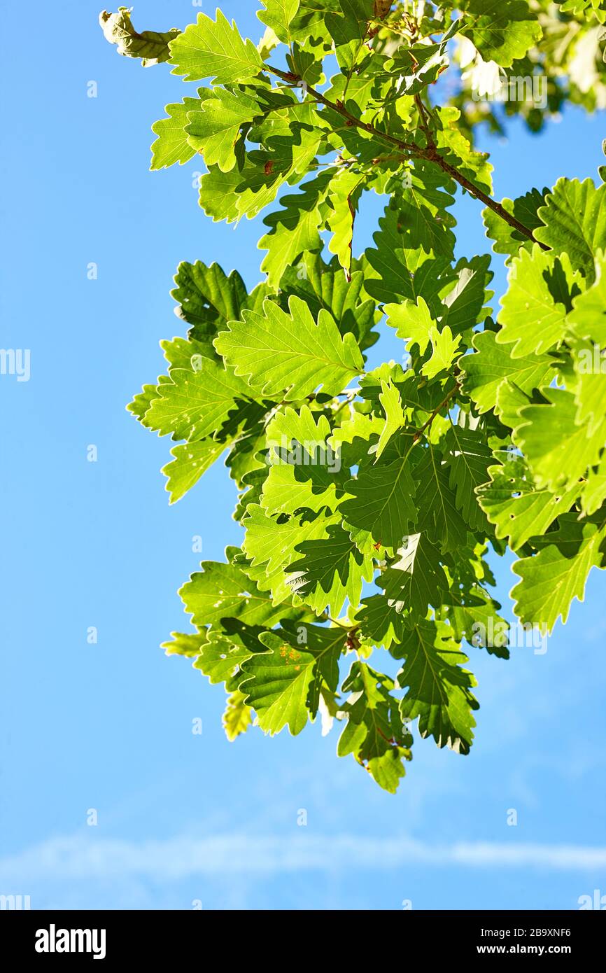 Wild woodland tree foliage and leaves against a bright blue summers sky ...
