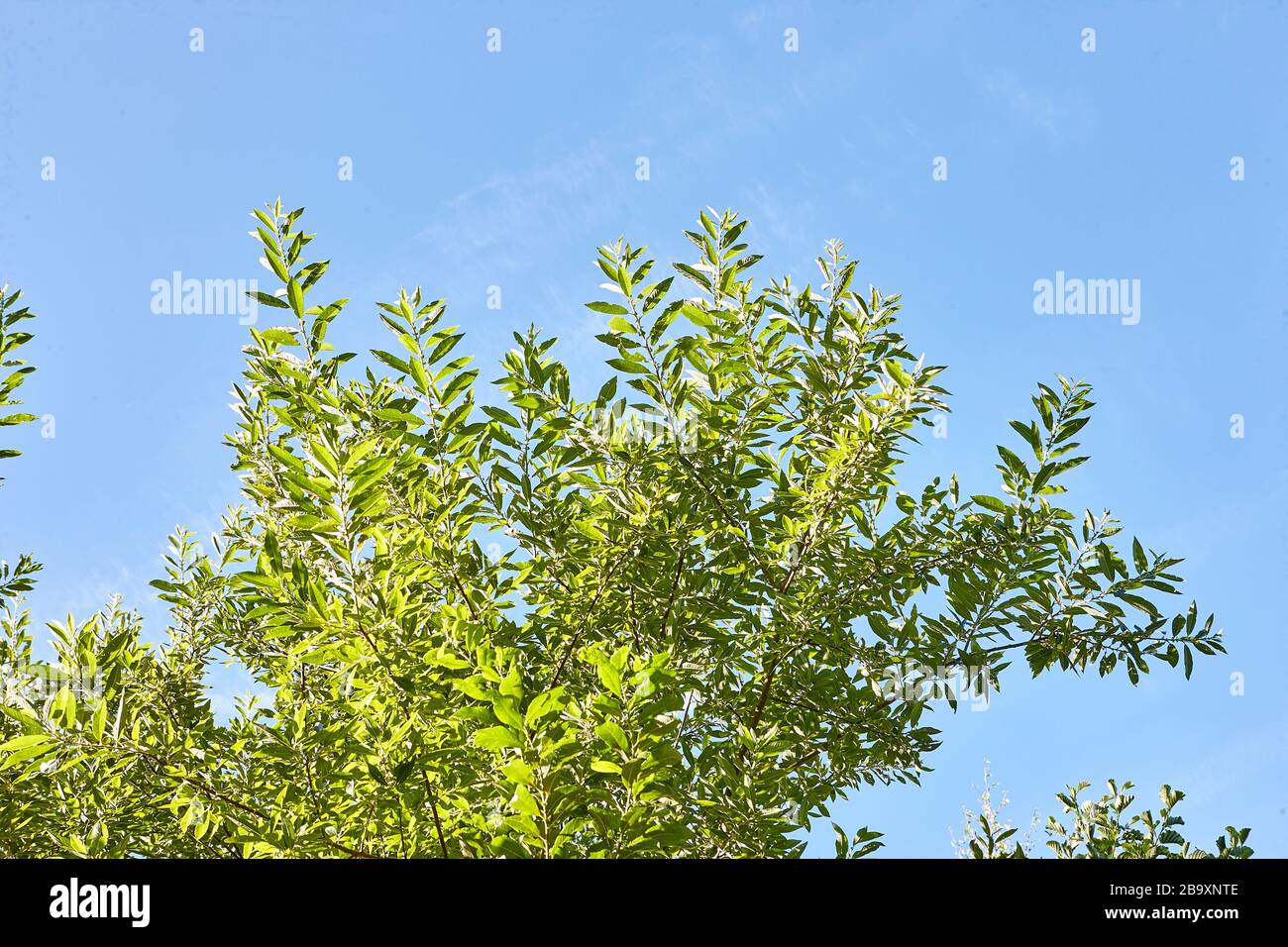 Wild woodland tree foliage and leaves against a bright blue summers sky ...
