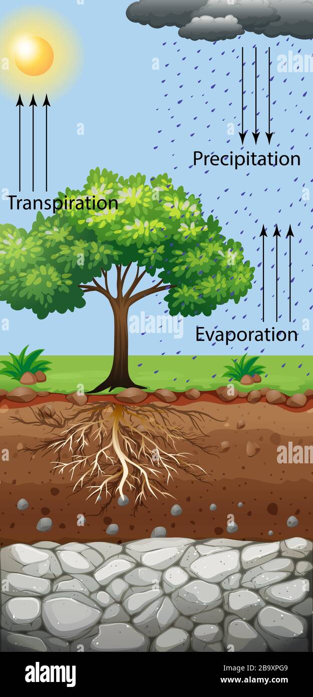 Transpiration In Trees