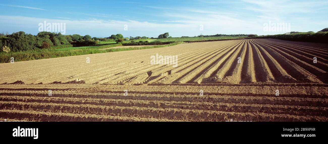 Potato field ridges hi-res stock photography and images - Alamy