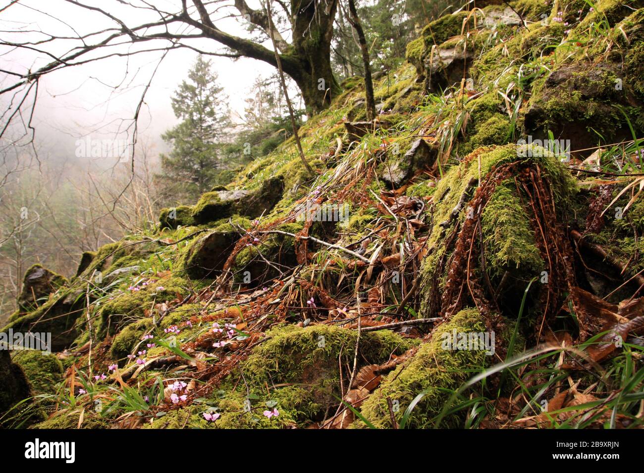 Moss covered stones hi-res stock photography and images - Alamy