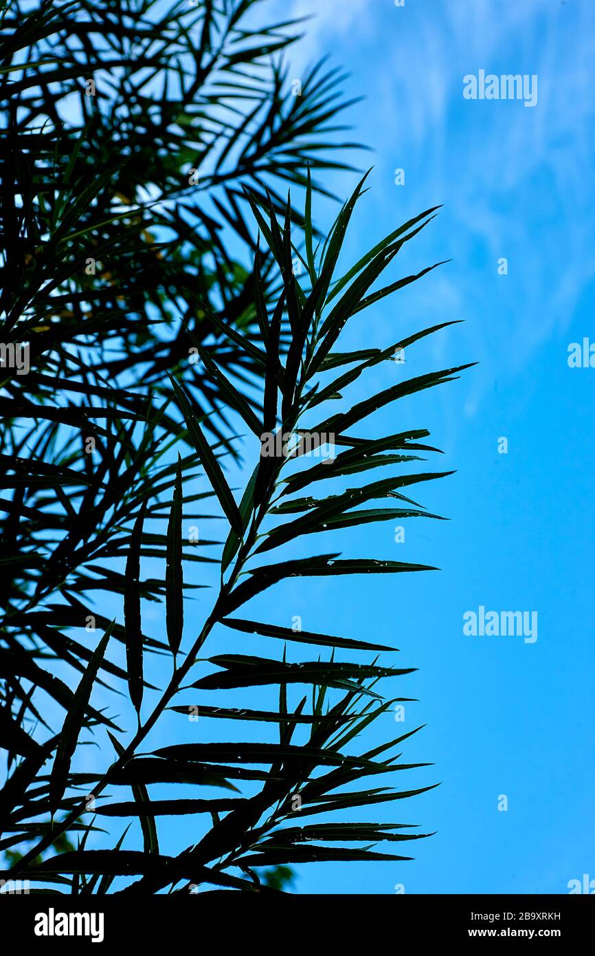 Wild woodland tree foliage and leaves against a bright blue summers sky ...