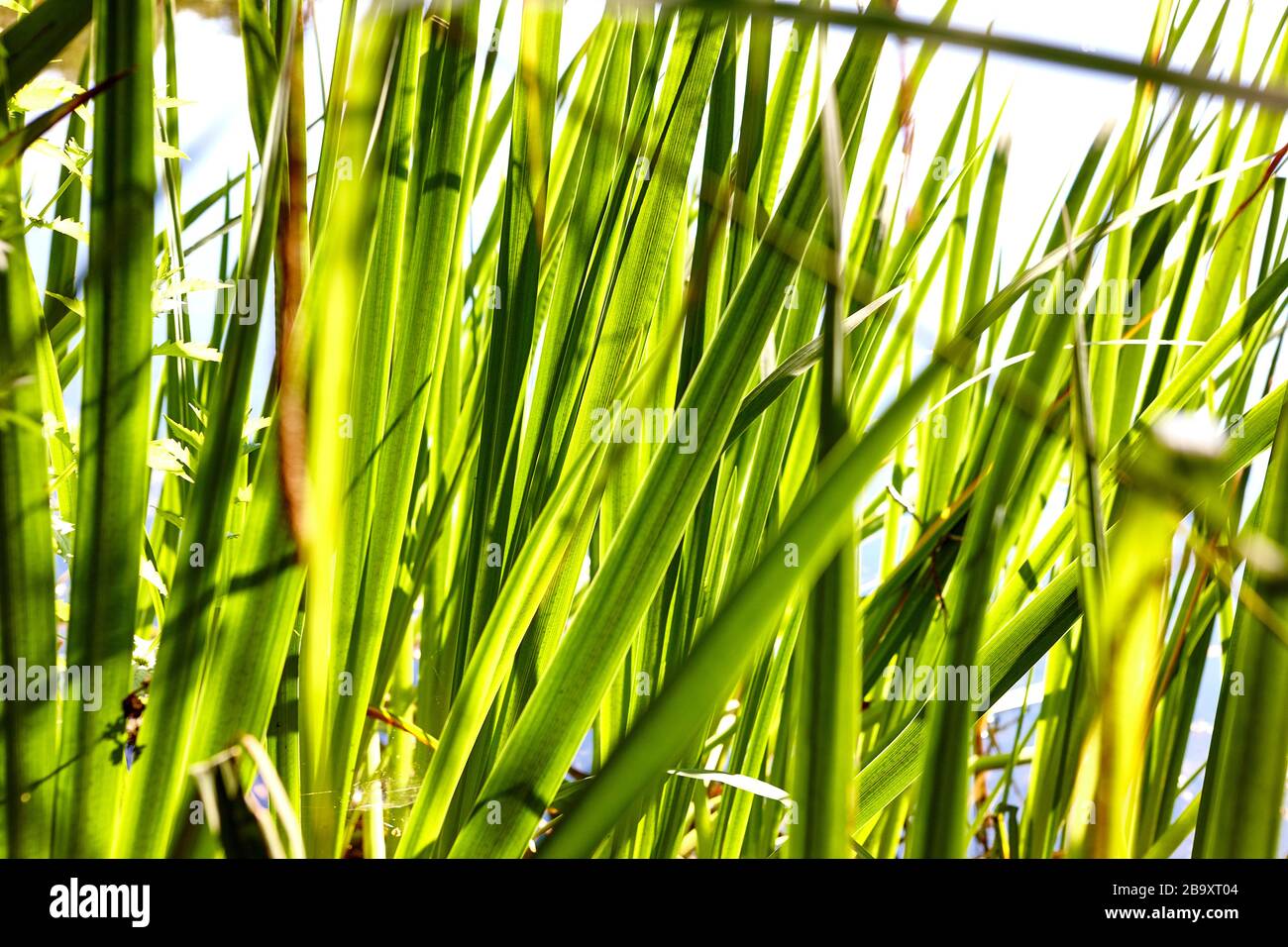 Vibrant green reeds and grasses on a summers day in the English ...