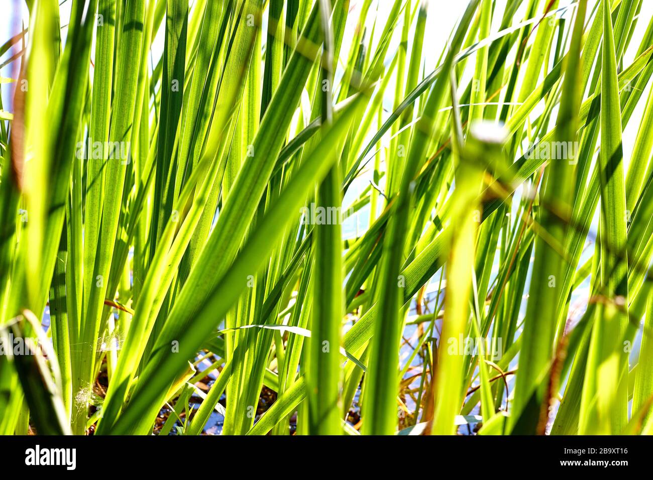 Vibrant green reeds and grasses on a summers day in the English ...